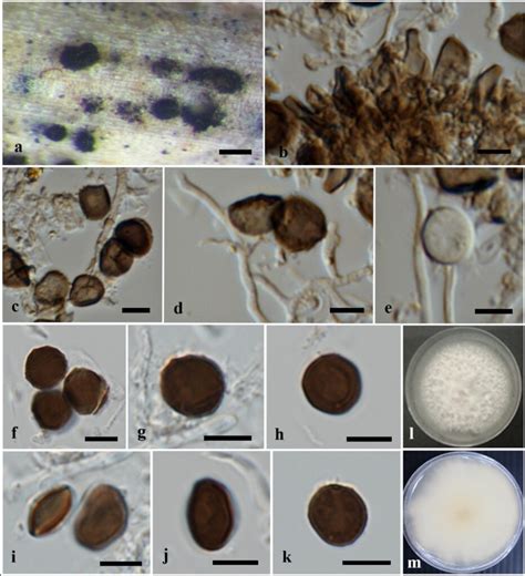 Apiospora Mukdahanensis Facesoffungi Number Fof 12853 Faces Of Fungi