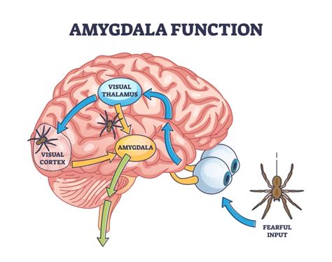 Amygdala Hippocampus Prefrontal Cortex