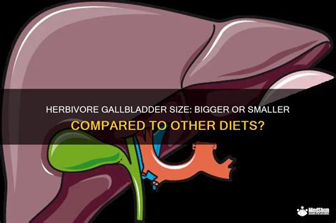 Herbivore Gallbladder Size Bigger Or Smaller Compared To Other Diets Medshun