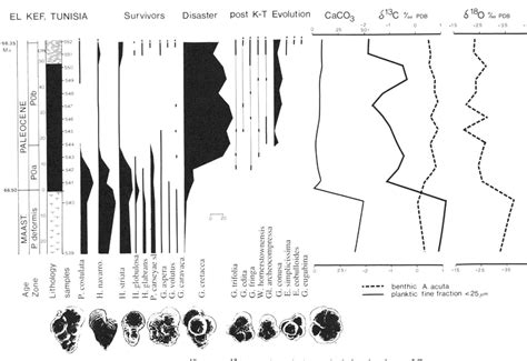 Definition Of K T Boundary In Biology At Margaret Hensley Blog