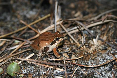 Ornate Chorus Frog Nc Wildlife