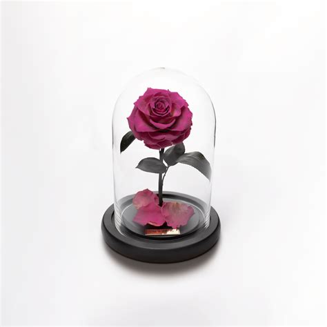 Bella Mini Myforeverrose