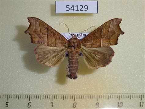 Noctuidae Gonitis Mesogona Vietnam Fareastinsects