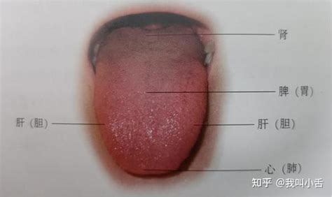 舌与脏腑什么关系？ 知乎