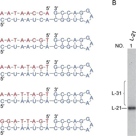 Dependence Of The Intermolecular Ligation Efficiency On The Length Of