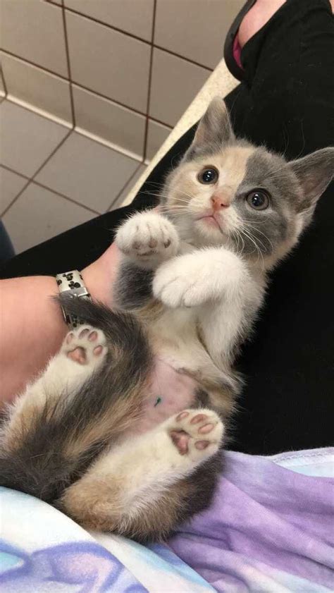 How To Shower A 2 Month Old Kitten At Betty Dean Blog