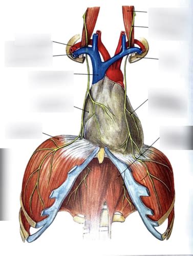 Modell Des Nervus Phrenicus