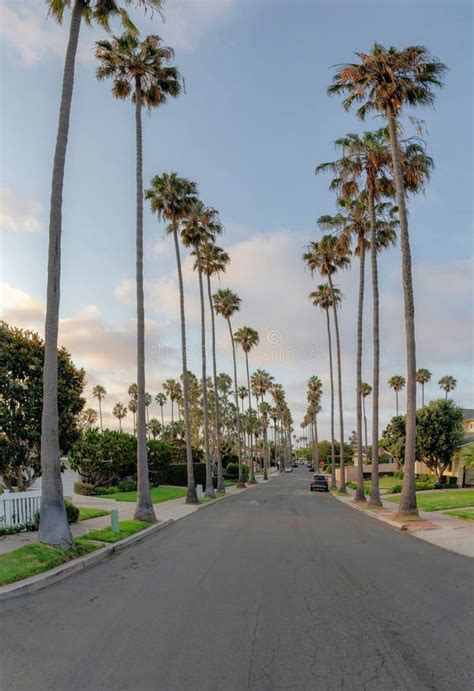 Street In A Neighborhood With Columnar Palm Trees On The Side At La