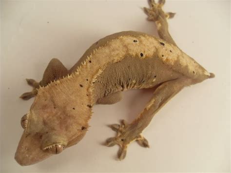 A Rock In The Desert Crested Geckos The Facts