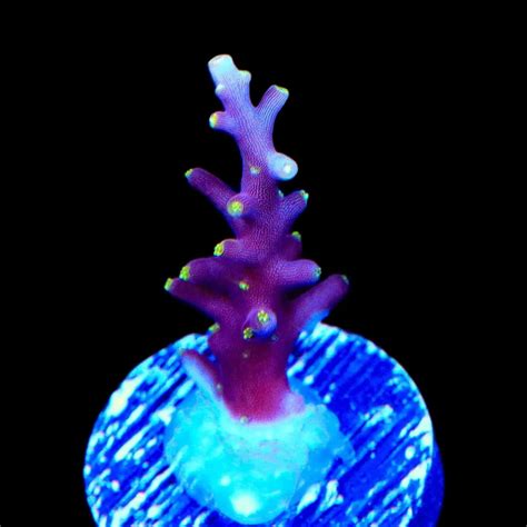 Wwc Little Red Ferrari Acropora Coral Aquarium Pond Water Plants