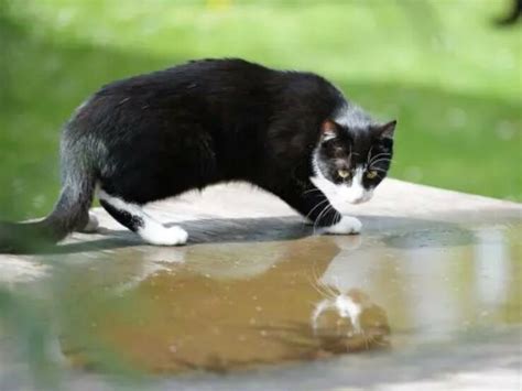 Wer Gibt Kater Milo Aus Dem Tierheim Ein Zuhause