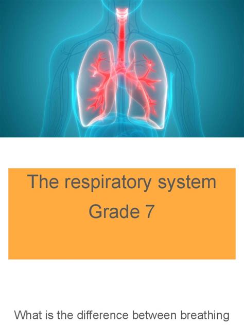 The Respiratory System Grade 7 Pdf Respiratory System Breathing
