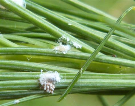 Adelges Laricis Group Naturespot