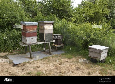 Western Honey Bee Hives Showing The Different Sections With Will Contain Honey And The Larva Of