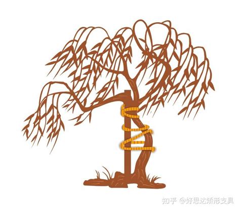 脊柱矫形器分类 知乎