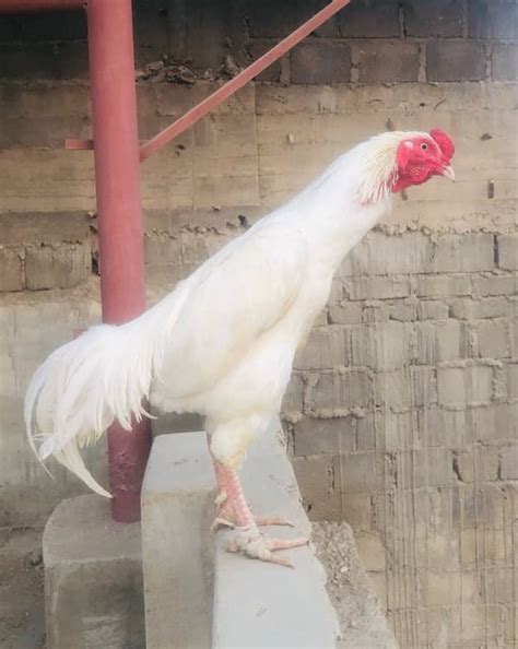Heera Aseel Male Murga Hens 1096623044