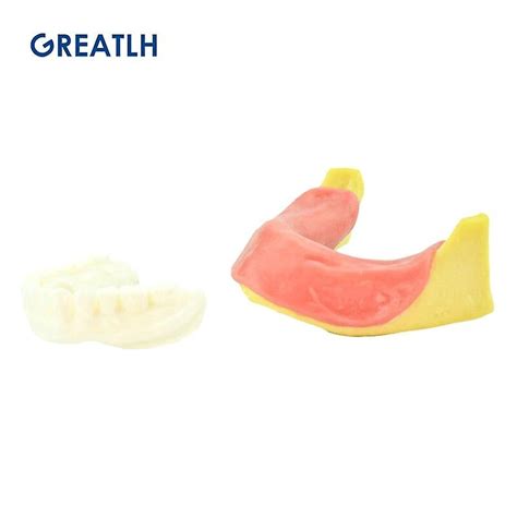 Bionic Foam Toothless Mandibular And Shell Teeth Model For Denture