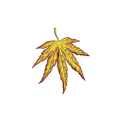 Maple Leaf Hand Drawn Vector Illustration Autumn Season Japanese Maple Leafage Isolated Color