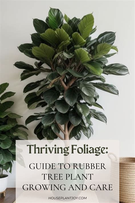 Thriving Foliage Guide To Rubber Tree Plant Growing And Care