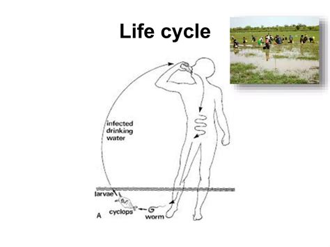 Tissue Nematodes 8 1pptx
