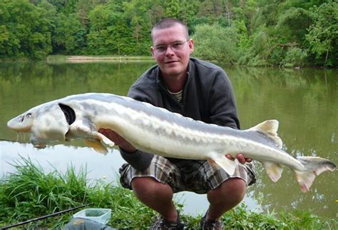 Trofejní úlovky Jeseter Ruský 129 Cm 10 5 Kg Chytej Cz