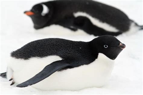 Pygoscelis Adeliae Pingüino De Adelia Adelie Penguin Manchot D