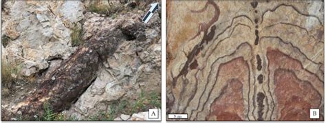 A Mineralized Hematite And Limonite Stained Silicified Thb Cuts
