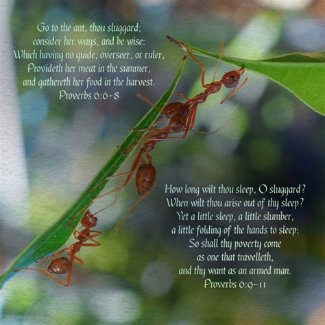 “go To The Ant” Proverbs 66 11