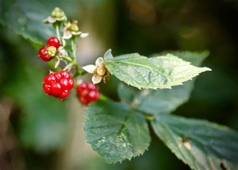 Risley Moss Warrington [18 08 2019]