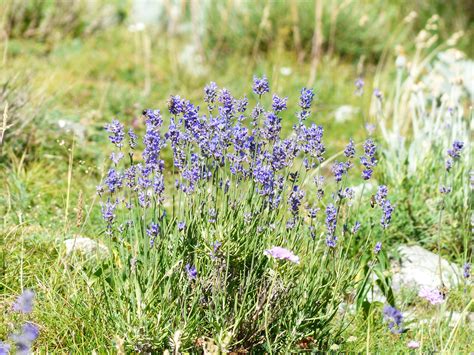 Free Images Field Meadow Prairie Flower Purple Herb Crop Flora