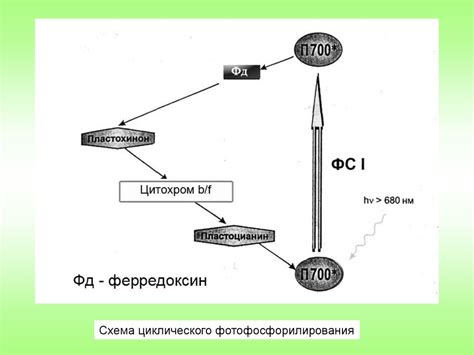 Физиология растений - презентация онлайн