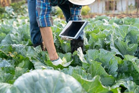 Farmers Use The Main Data Network In The Internet Agricultural