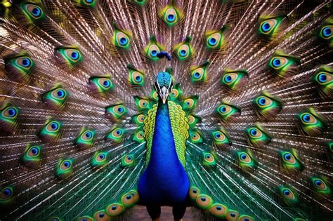 Proud Peacock Display Premium Ai Generated Image