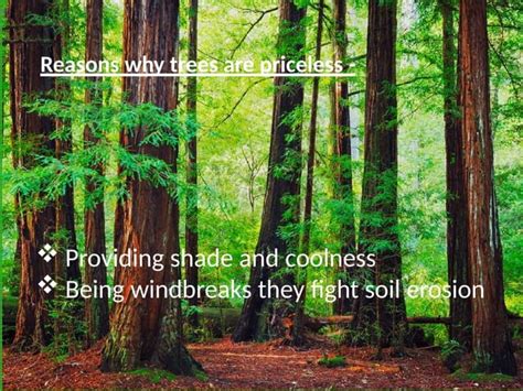 Save Trees Powerpoint Templates To Promote Environmental Awareness And Encourage The