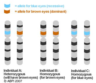 Recessive Allele
