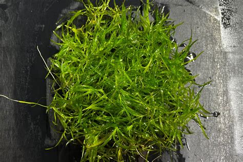 Guppy Grass