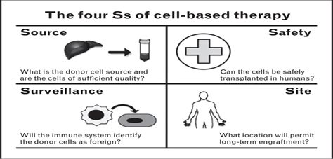 Ectopic Transplantation Sites For Cell Based Therapy Current Opinion