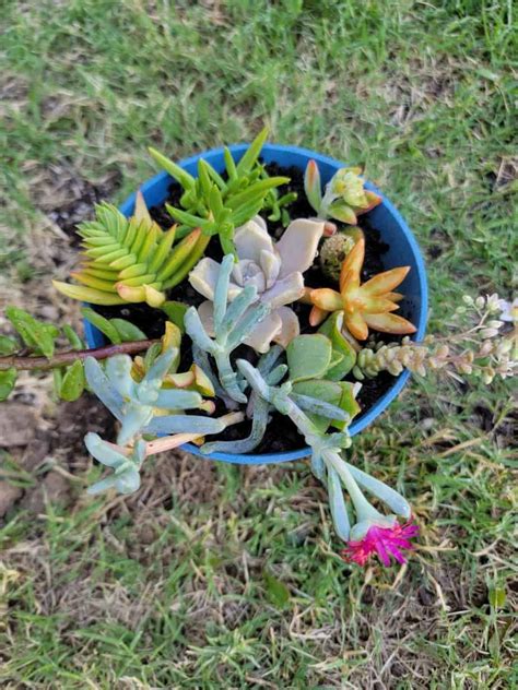 Buy Now Assorted Succulent Arrangement Plantly