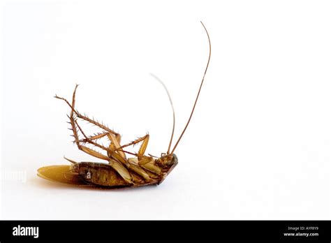Blatta Orientalis Dead Cockroach On Studio White Background Stock