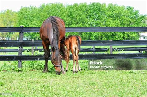 Mare とコルト 2匹のストックフォトや画像を多数ご用意 2匹 ウマ 乳を飲む Istock