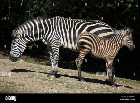 Grants Zebra Equus Quagga Boehmi At Prague Zoo Czech Republic Stock