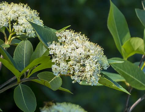 Adirondack Shrubs Northern Wild Raisin Viburnum Nudum Var Cassinoides