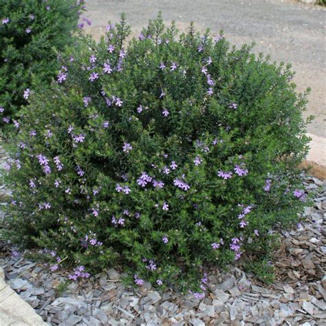 Westringia Fruticosa Blue Gem Coastal Rosemary1 Native Garden