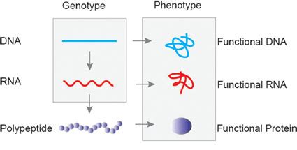 Phenotype Biology