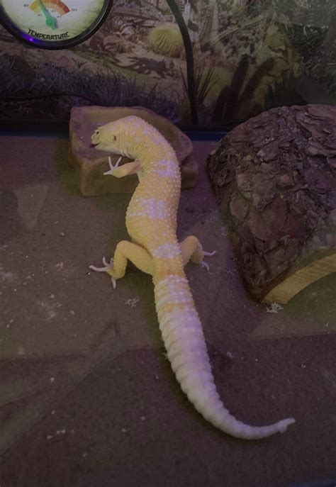 Sweet Big Boi Scrolller