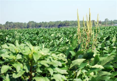 Some Georgia Growers Wanted To Talk Soybean Weed Control Most Didnt