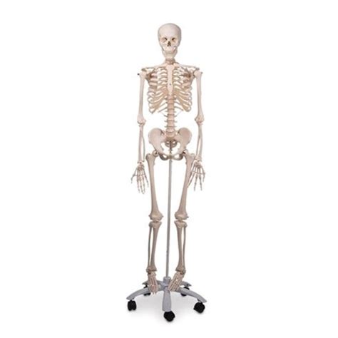 Life Size Skeleton Models Classic Skeleton Model Stan Total Care Supply Center