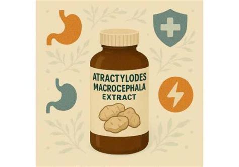Atractylodes Macrocephala Complete Guide To Effects Dosage Uses And Cautions Vitalibrary