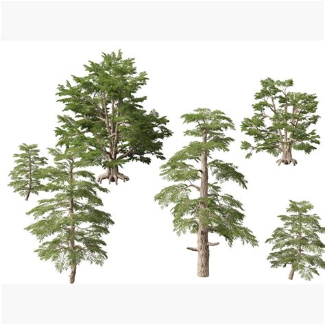 Cedrus Libani Cedar Of Lebanon Highpoly And Lowpoly 3d Model Download Trees On