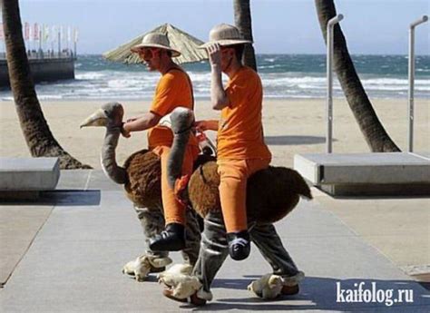 Приколы в костюмах (40 фото) | Funny picture gallery, Funny meme ...